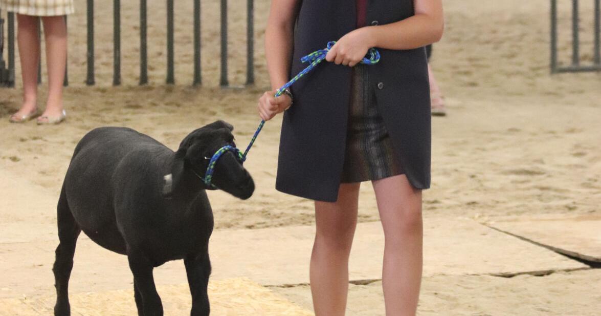 DAWSON COUNTY FAIR SHEEP LEAD