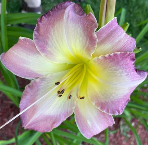 Lincoln's 'Crazy flower lady' loves her ever-growing lily collection