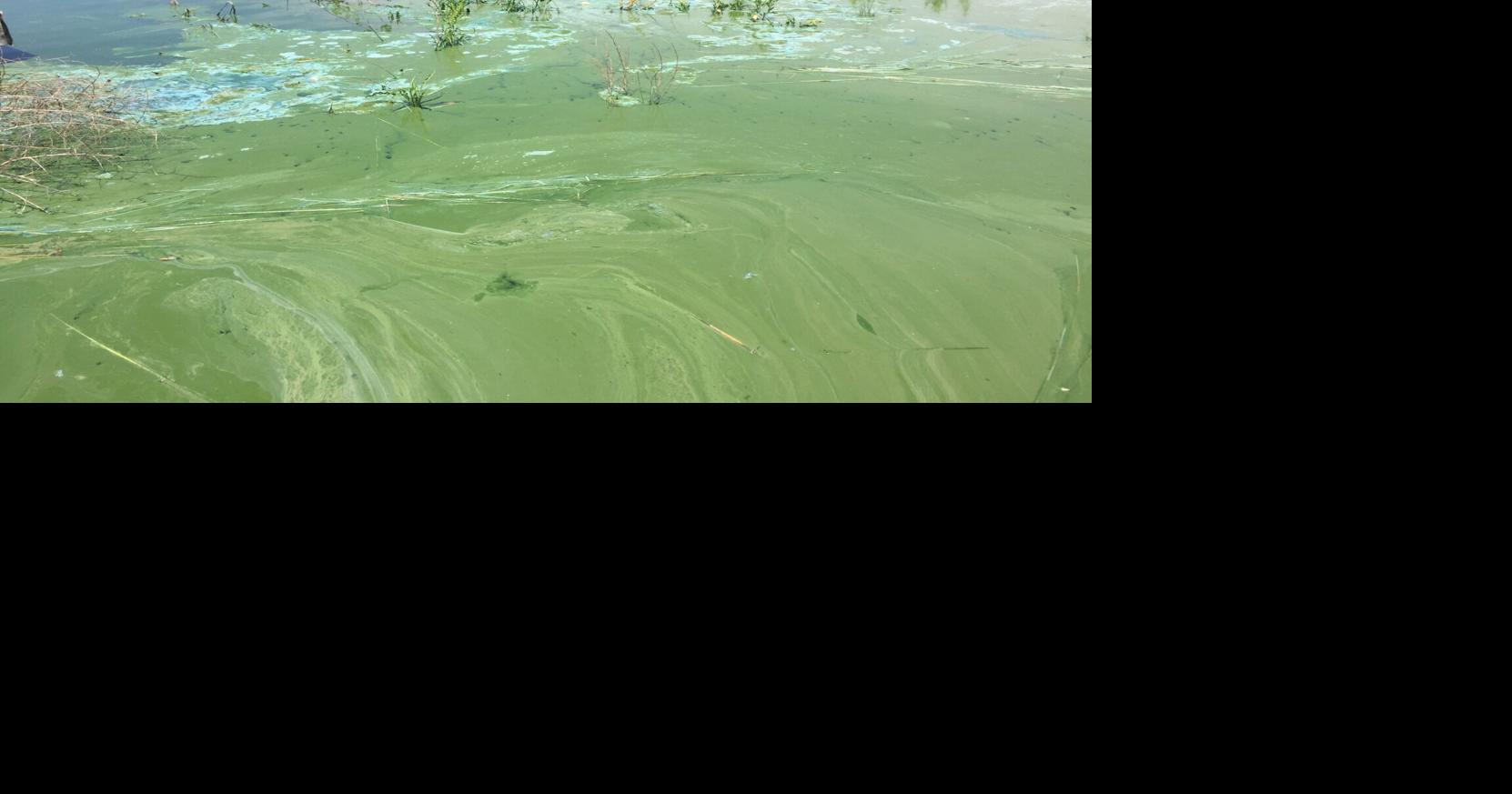 'Toxic algae' fouling Nebraska lakes, raising water quality concerns