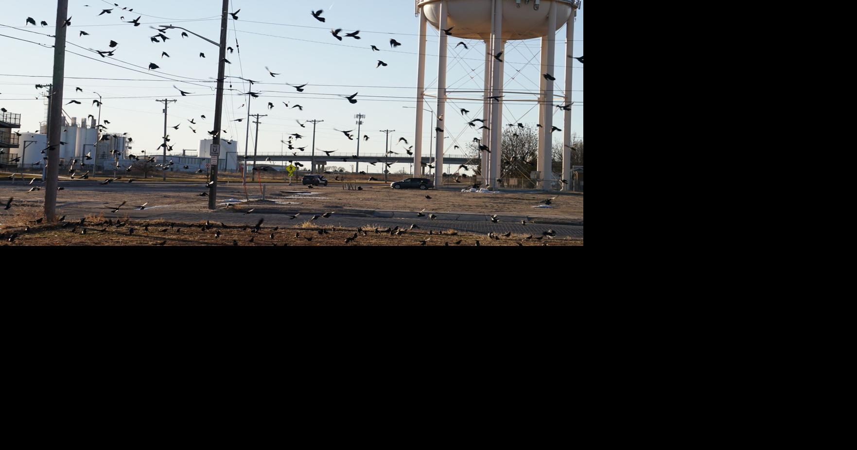 Large flock of birds spotted near Clipper-Herald office