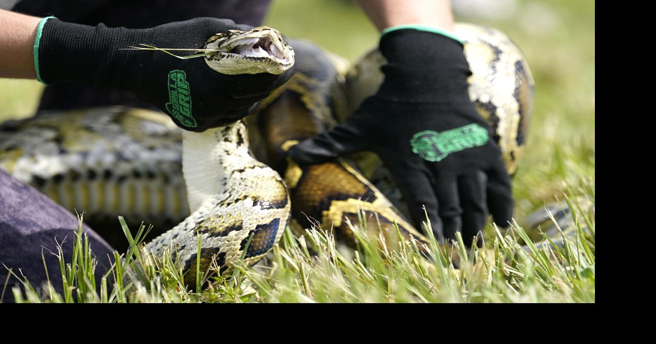 Python hunt! 800 compete to remove Florida's invasive snakes
