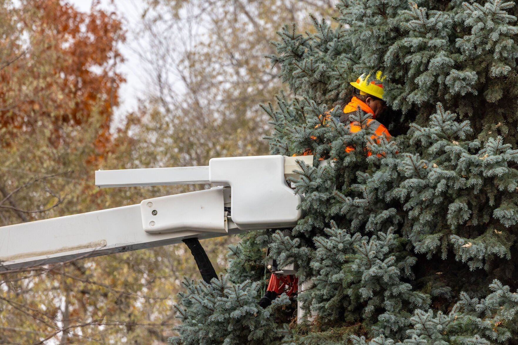 Durham Museum seeks perfect tree for Christmas at Union Station