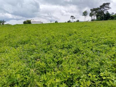 groundnut farming
