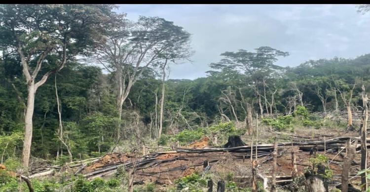 Community, Family Fight over Forest in Lofa | News | liberianobserver.com