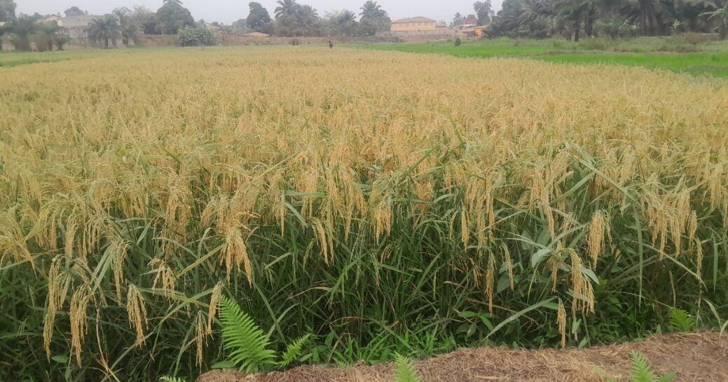 EPA Executive Director Wants More Support for Lowland Rice Cultivation ...