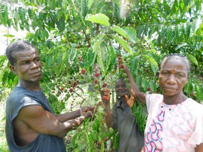 ITC to Launch Liberia’s 2024 Coffee Harvest | Farming ...