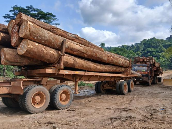 Dirty Deal Exposes Forestry Boss’ Conflicts of Interest | News ...
