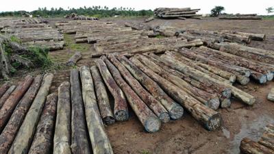 FDA Okays Export of over 250 Illegal Logs | Business | liberianobserver.com