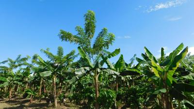 Liberia’s First National Coffee Mother Garden Established | Farming ...