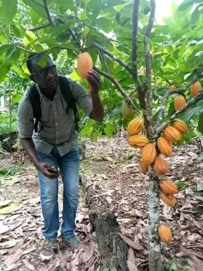Cocoa Beans Exported from Cote d’Ivoire to EU Originate from Deforested ...