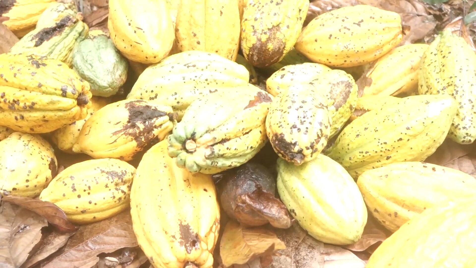 CWAP Boosts Cocoa Production | Farming | liberianobserver.com