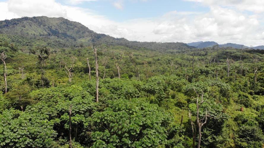 The Green Heart of West Africa: Liberia’s Stance at COP29 | News ...