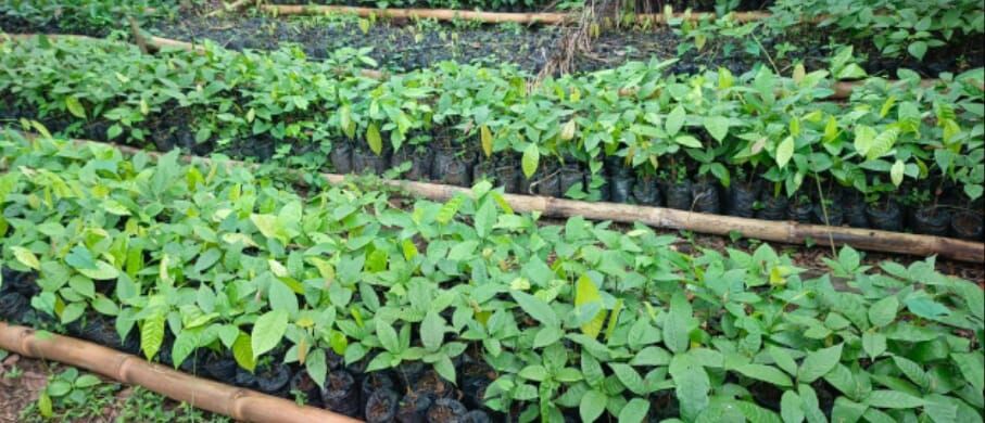 From Destruction to Protection: How Strengthening Sustainable Forest ...