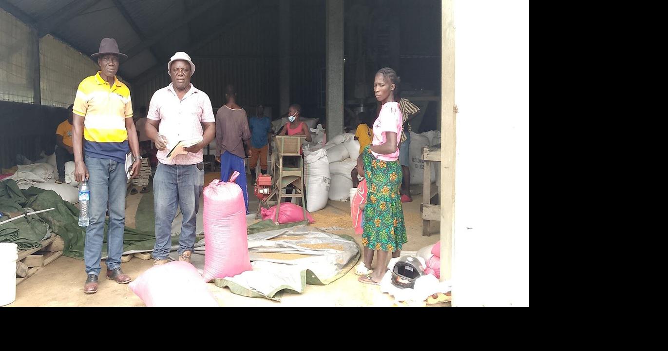 Gbadin Expands Rice Production Site To Over 400 Acres | Farming | liberianobserver.com