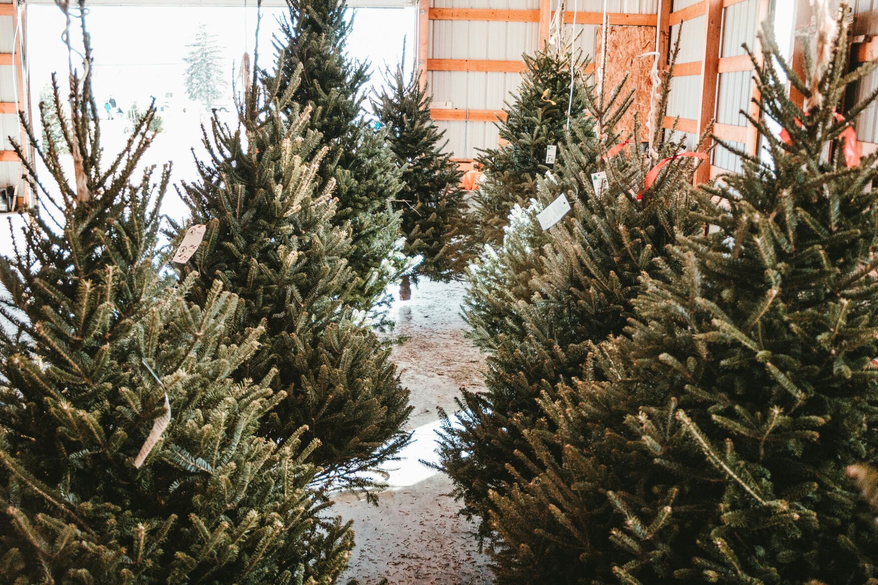 Littleton hosts Christmas tree recycling program | News ...