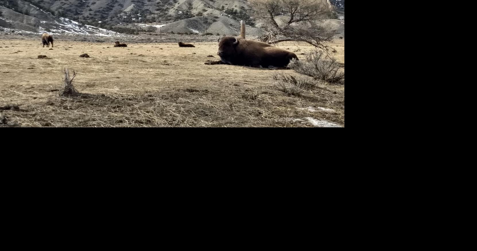 Bison Management Plan released by park | Local | livingstonenterprise.com