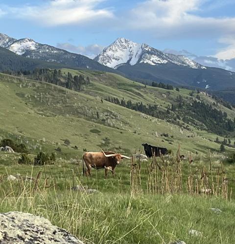 Mountain cattle | Local | livingstonenterprise.com