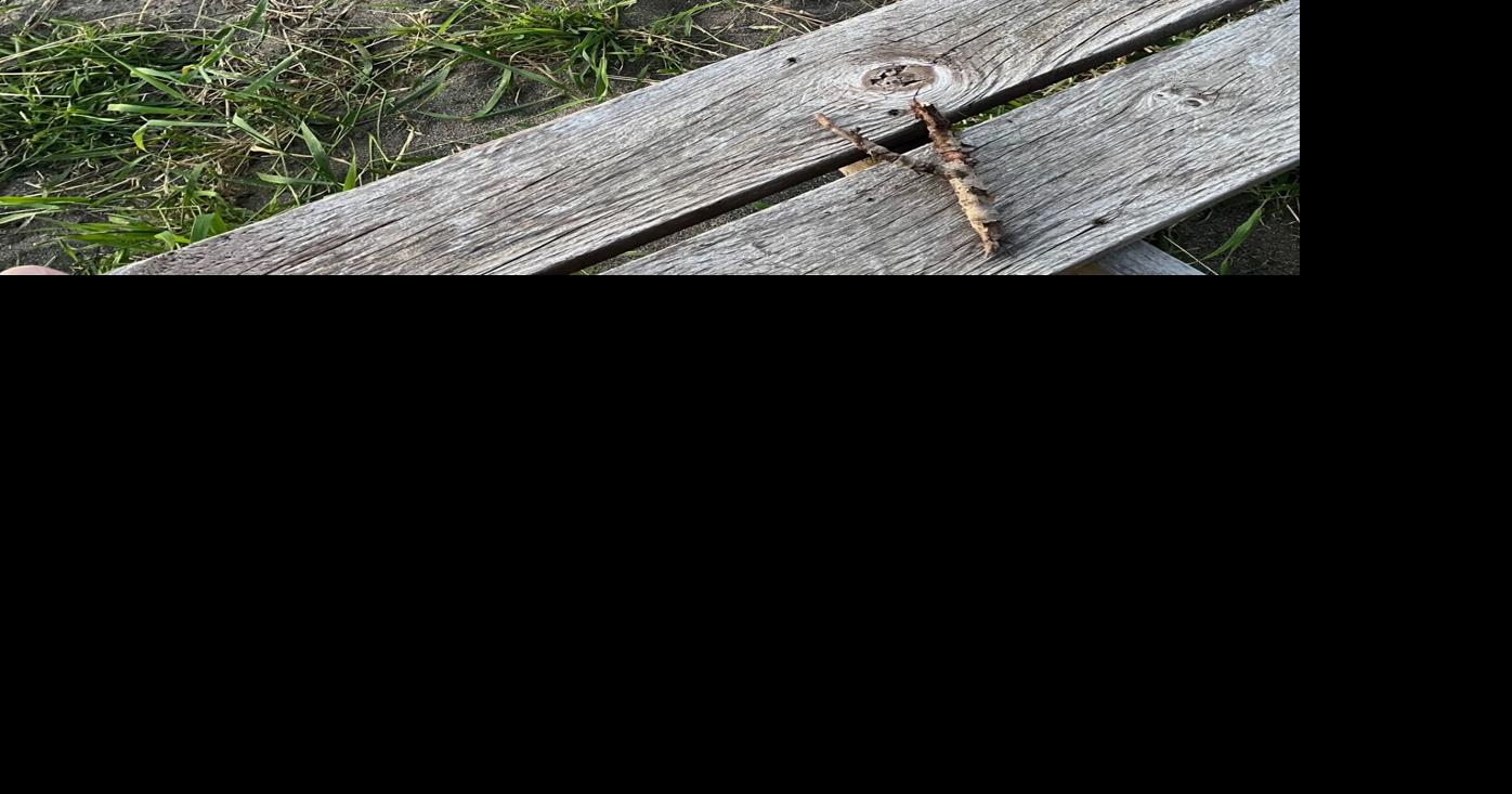 Keeping pets and people safe with animal control | Pets ...