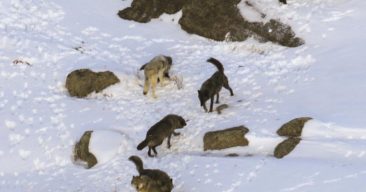 Committee tables wolf bill proposed by local legislator | News ...
