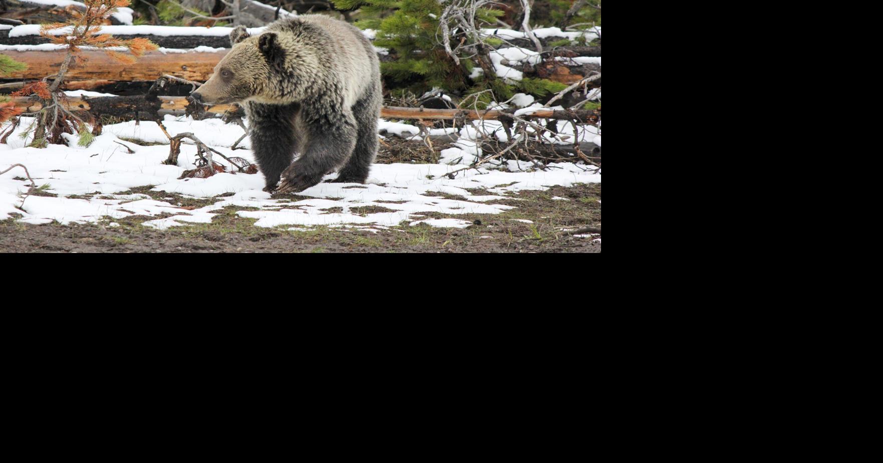 Biologists to begin bear captures | News | livingstonenterprise.com
