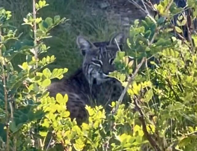 Bobcat kills Emigrant family's chickens | Agriculture ...