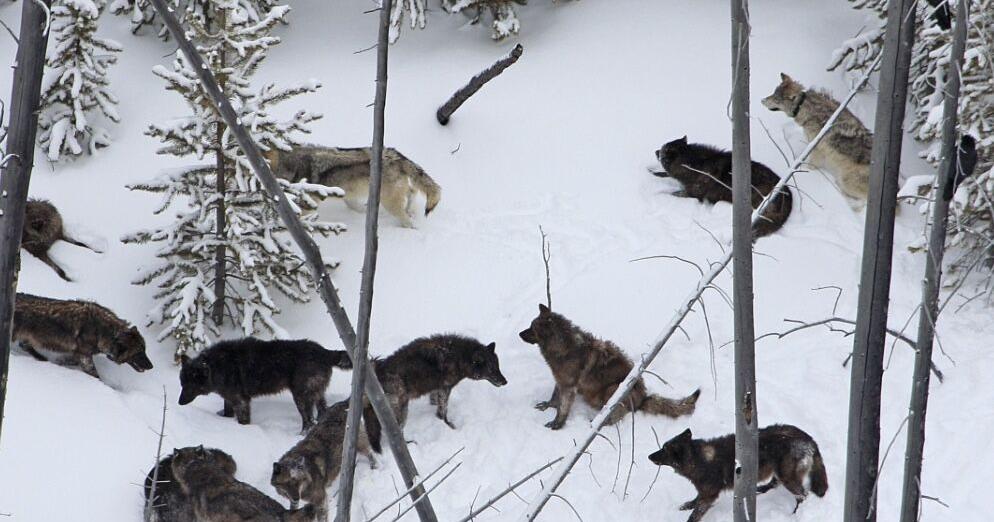 Film Series presents 'Mollie’s Pack' at the Shane Center | Local ...