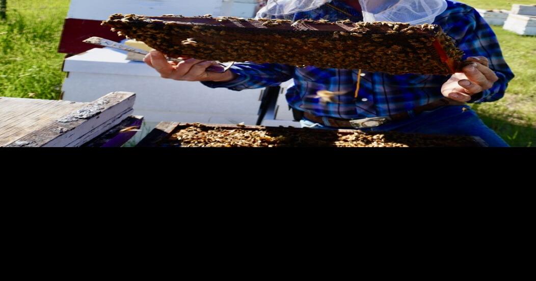 Local beekeeper manages hives, helps residents | News ...