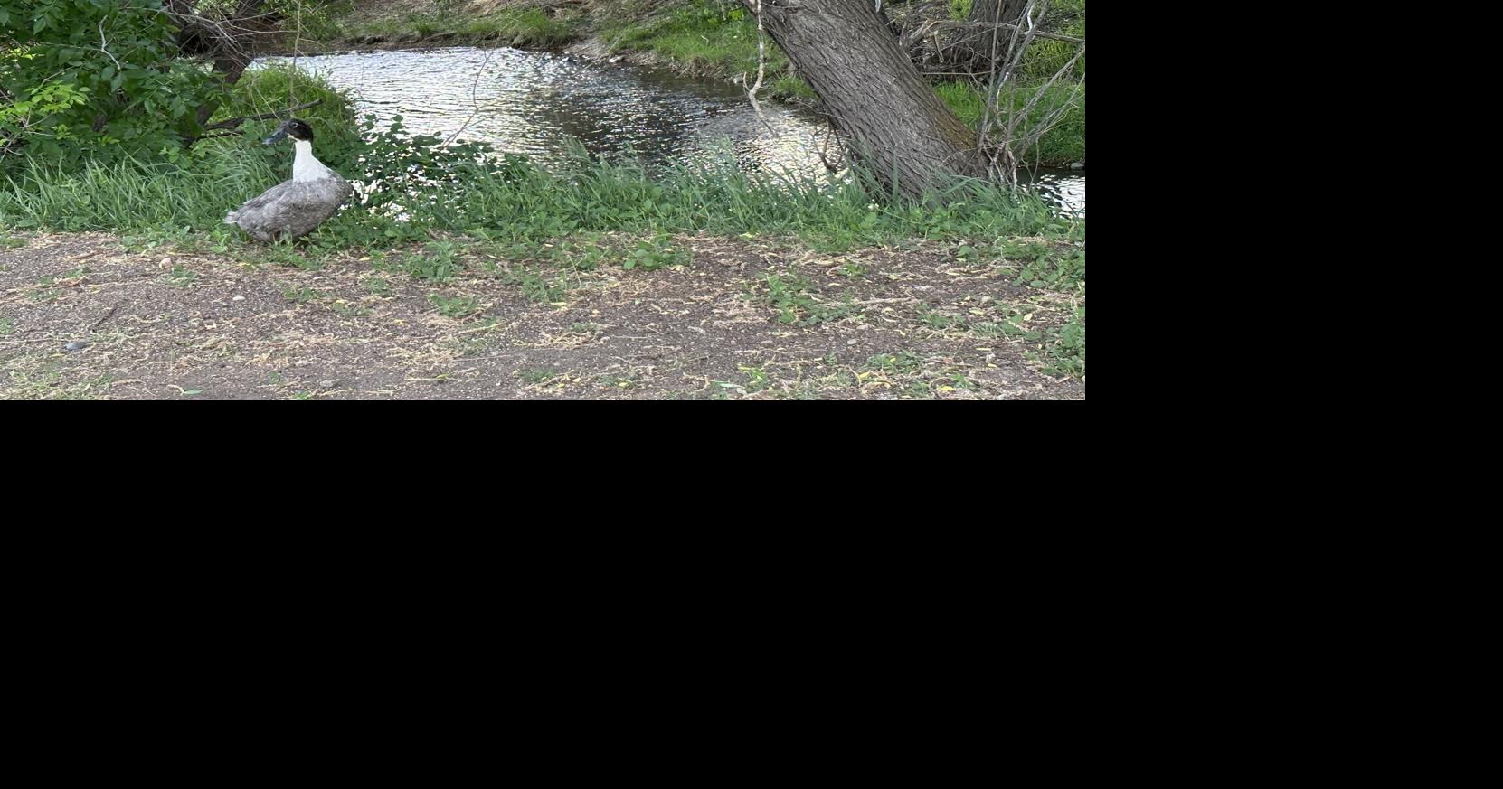 What the duck? | Local | livingstonenterprise.com