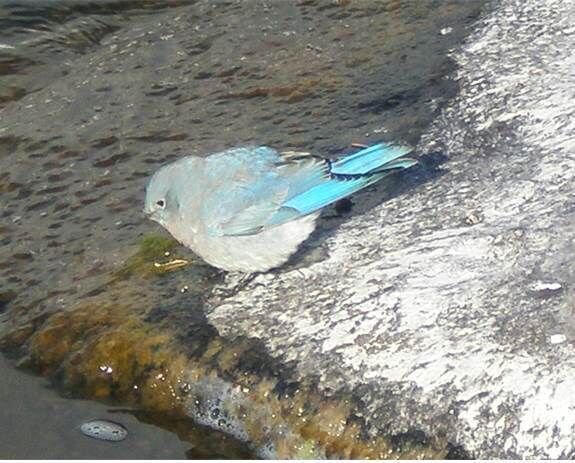 Madison Bluebird: Fishing the Madison River in snowy and tough ...