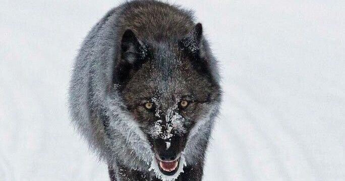 Esp switches vote to defeat wolf-hunting bill | News ...