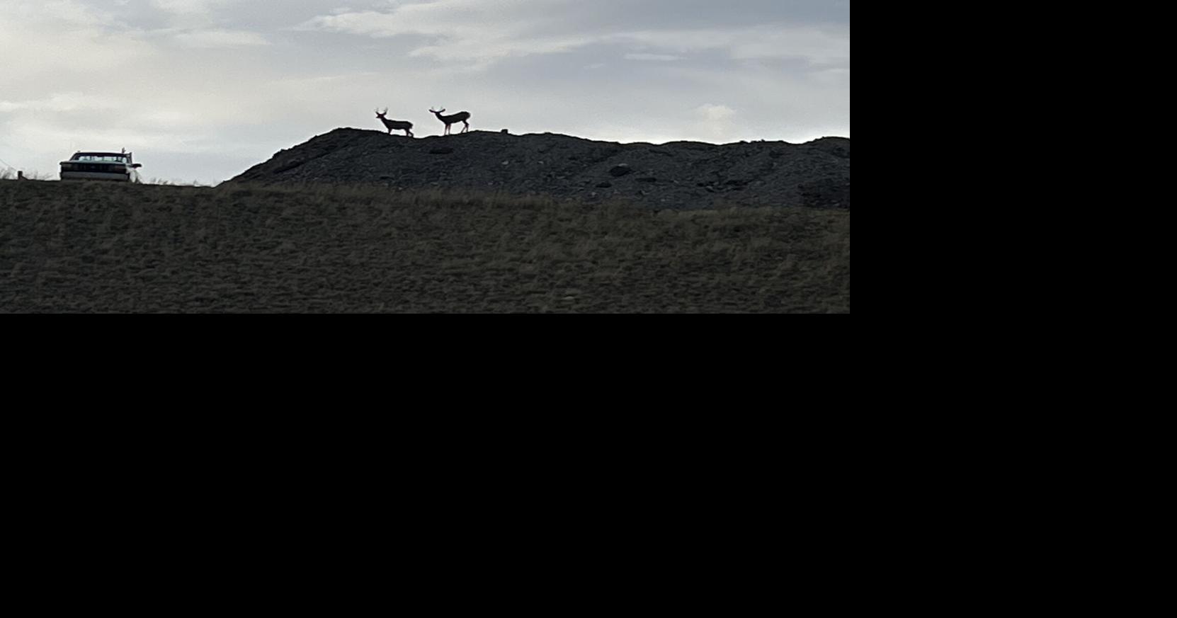 Deer at dusk | Local | livingstonenterprise.com