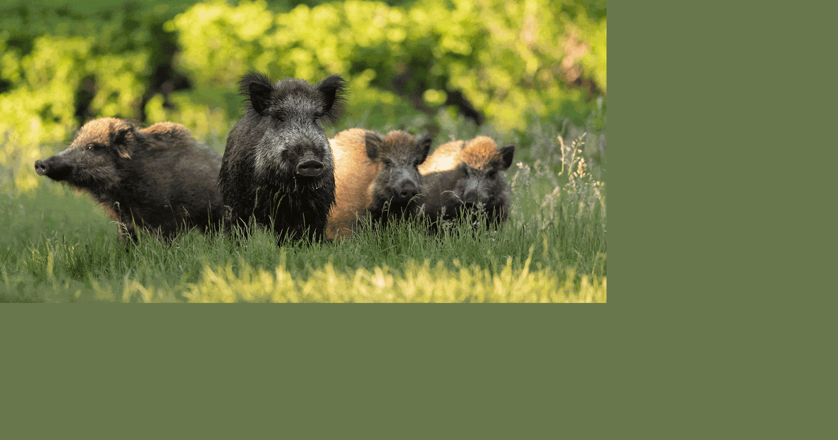 Local processor to help tackle loose pig problem | News ...