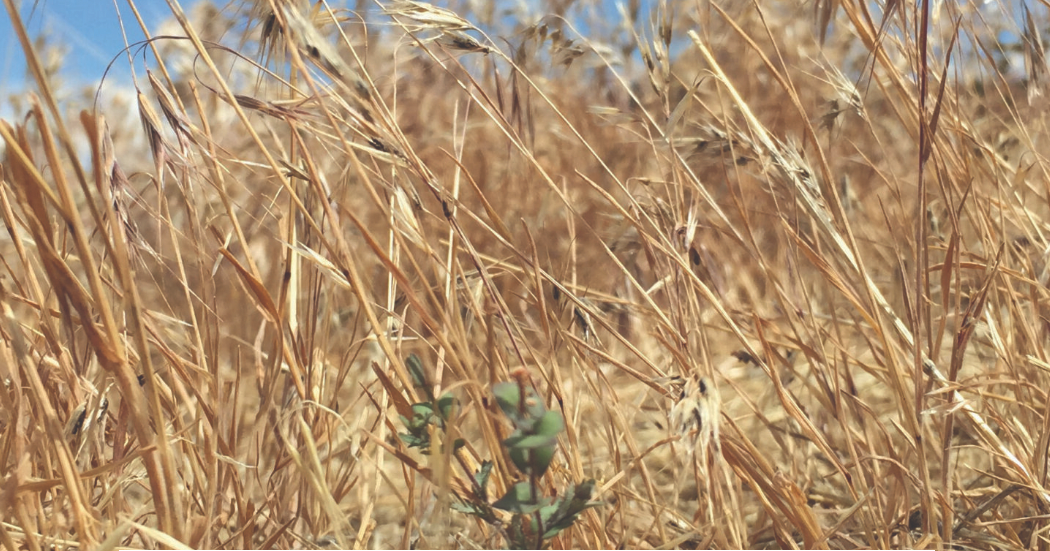 As temperatures grow hotter, cheatgrass, invasive species thrive in ...