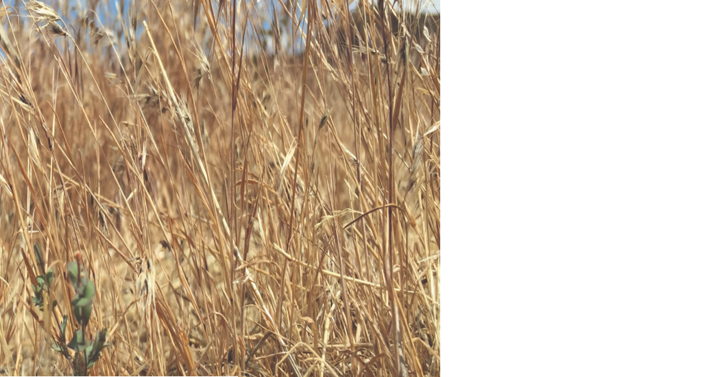 As temperatures grow hotter, cheatgrass, invasive species thrive in ...