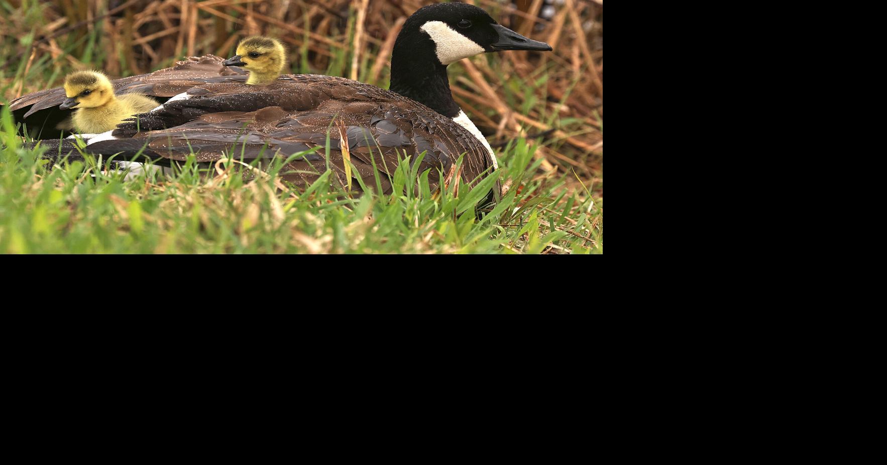 THE GREAT OUTDOORS: What's happening, or not, in the Alabama Swamps ...