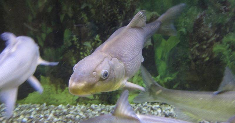 Rare fish pulled back from extinction | News | lockportjournal.com