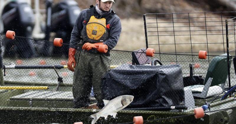 Worries over racism, waterways inspire push to rename fish | Local News ...