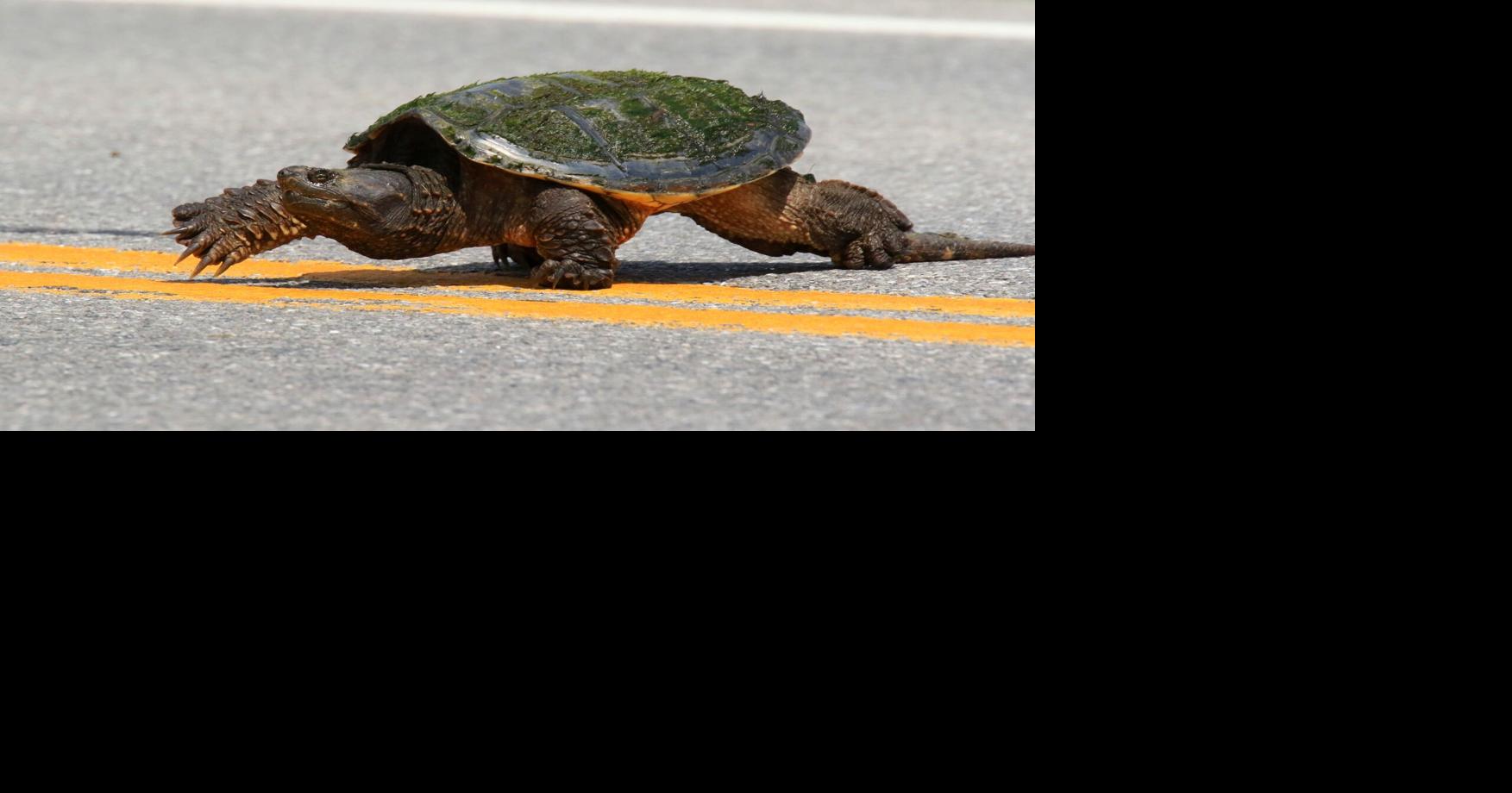 THE GREAT OUTDOORS: Snapping turtles don't need our help | Opinion ...