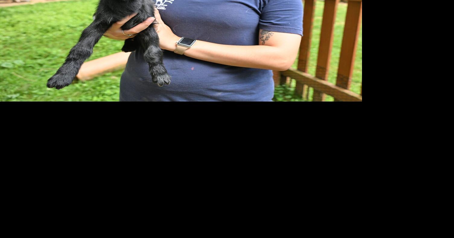 Fort Rickey welcomes baby goat shortly before tornado lands in Rome ...