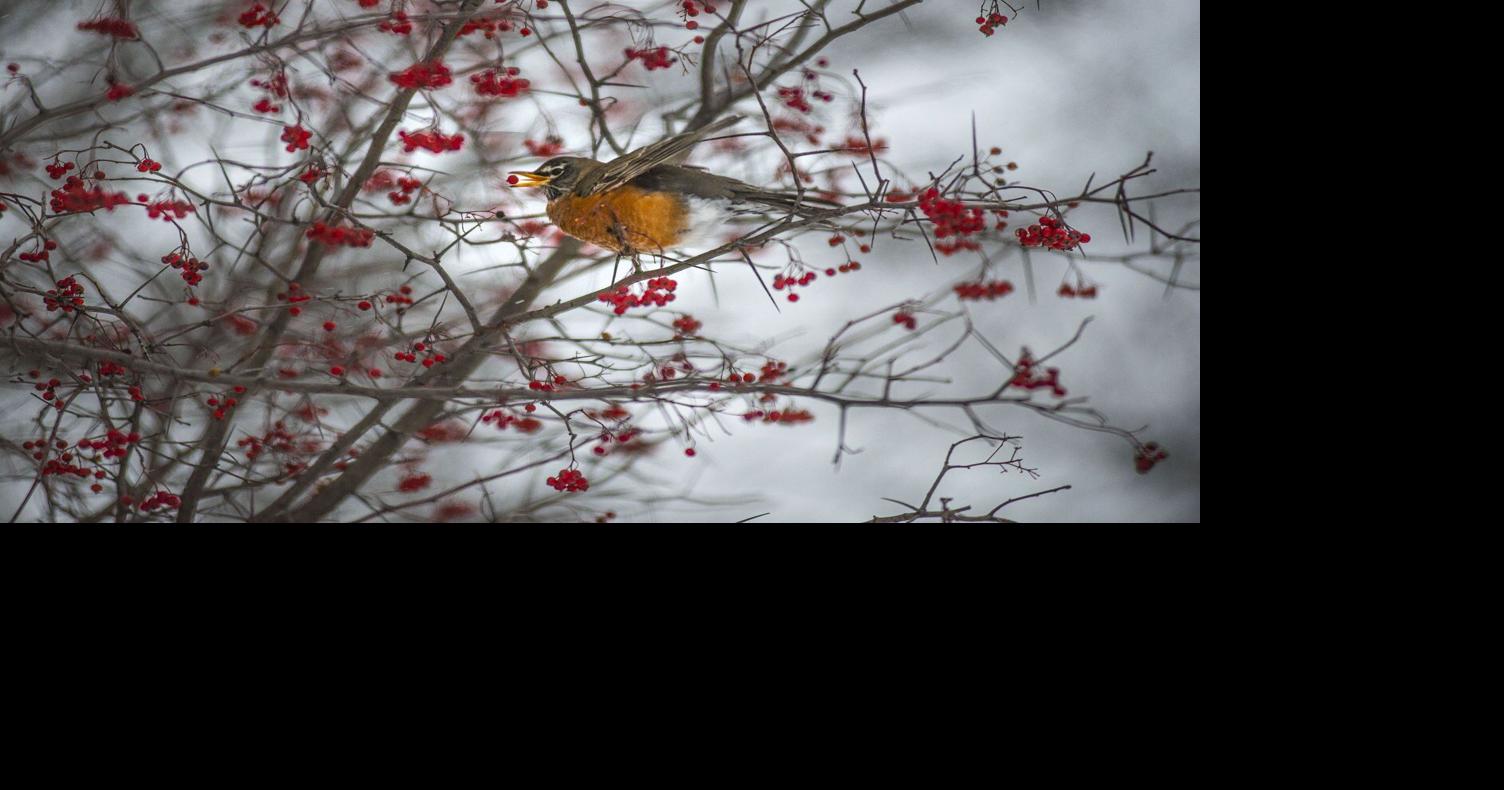 Great Backyard Bird Count is underway | Local News | lockportjournal.com