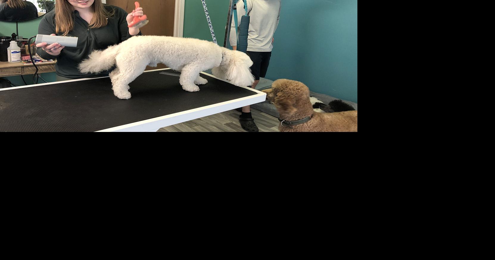 Biggs & Littles Pet Spa open in Wrights Corners | Local News ...