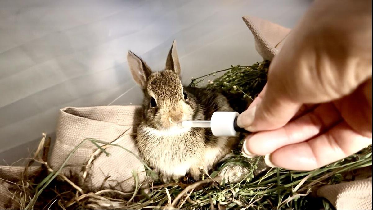ERIE CANAL DISCOVERY: The great embankment | Archives | lockportjournal.com