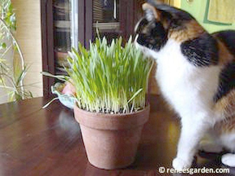 Cat grass arrangements are fun and functional | Lifestyles ...
