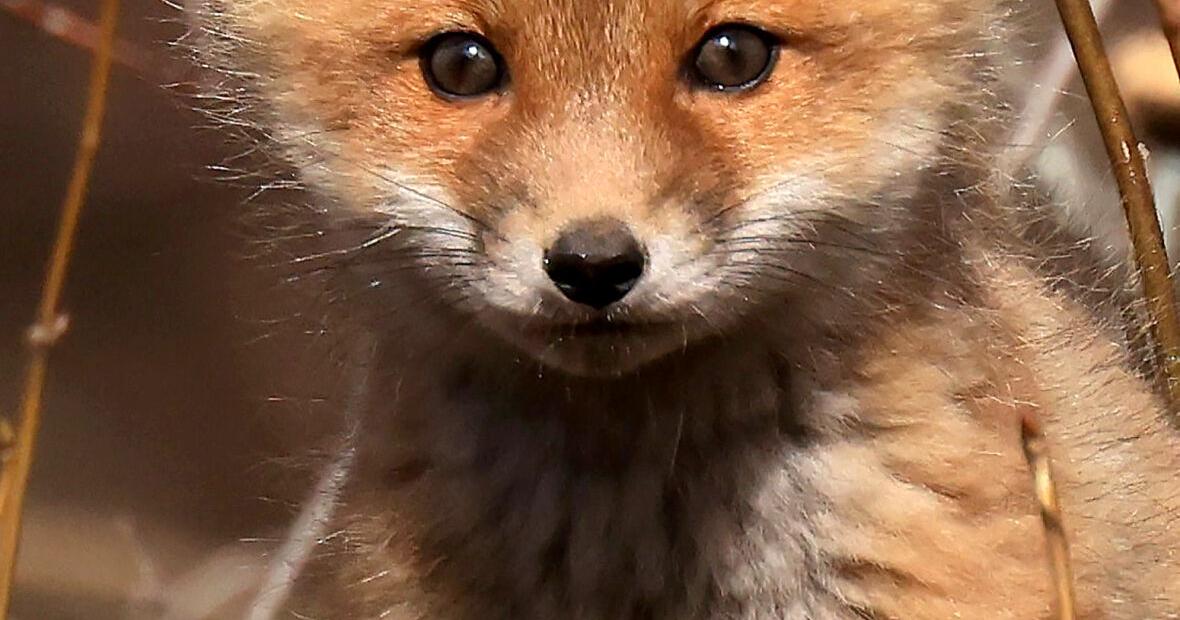THE GREAT OUTDOORS: The breathtaking sight of newborn red foxes ...