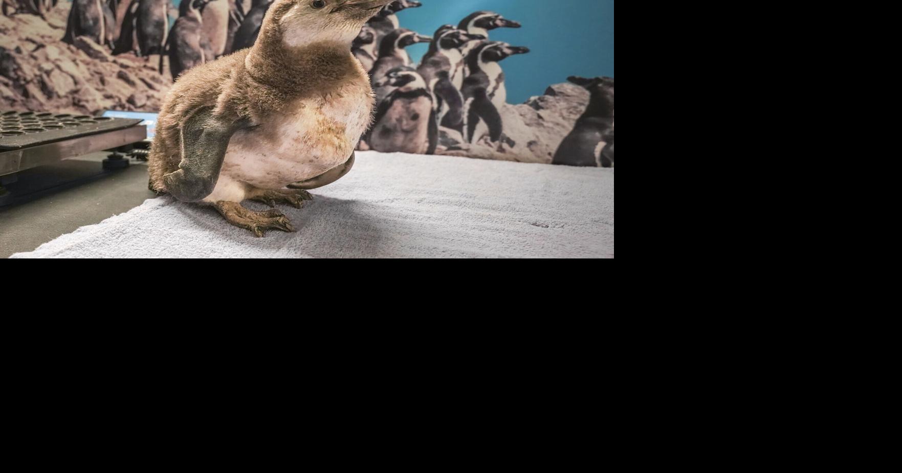 Iris chosen as name for new aquarium penguin | Local News ...