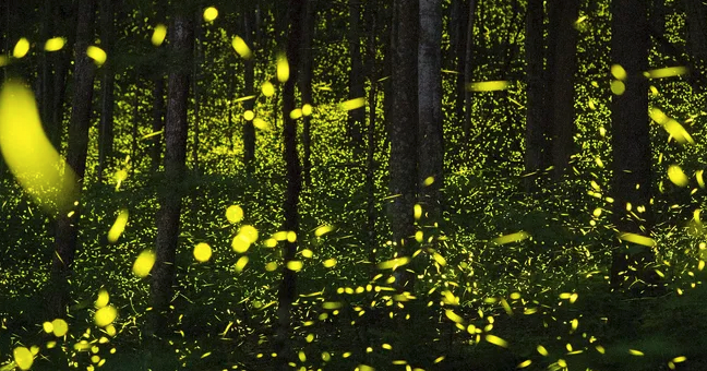 Fireflies are lighting up summer skies. But the glowing bugs are still ...