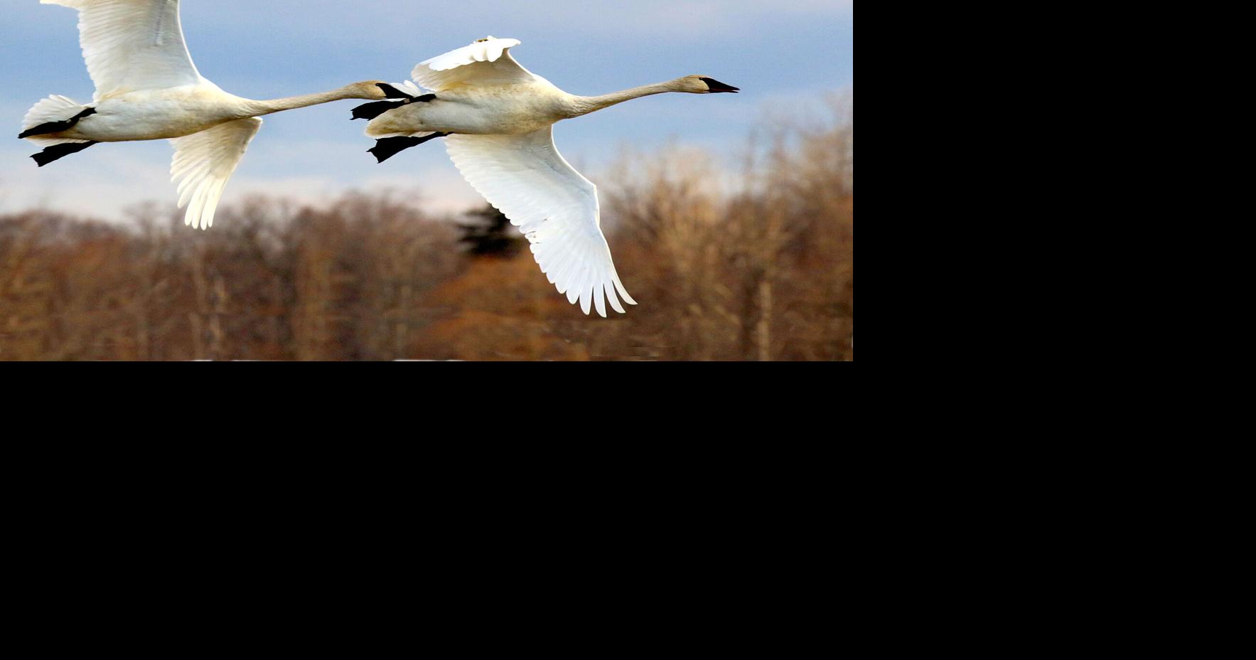 THE GREAT OUTDOORS: A memorable week in the Alabama Swamp | Lifestyles ...