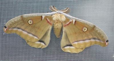 CONFER: Don’t be frightened by this giant moth | Lifestyles ...