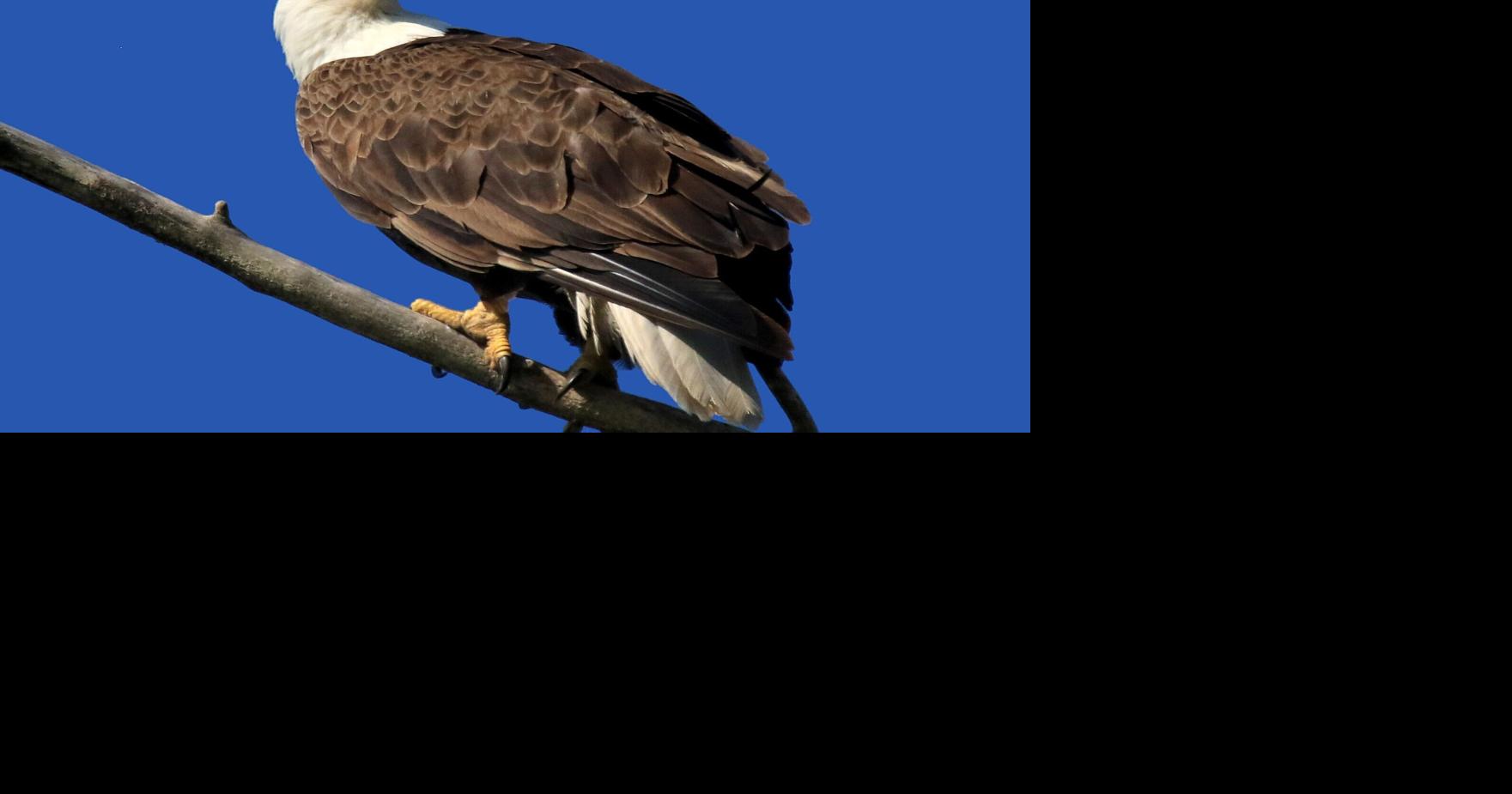 THE GREAT OUTDOORS: Bald eagles in sight at the Alabama Swamps ...