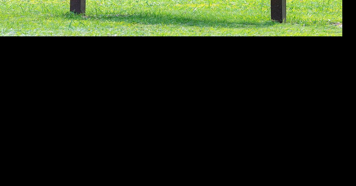 Embattled sanctuary owner hosting 'Cow Fest' fundraiser | News ...